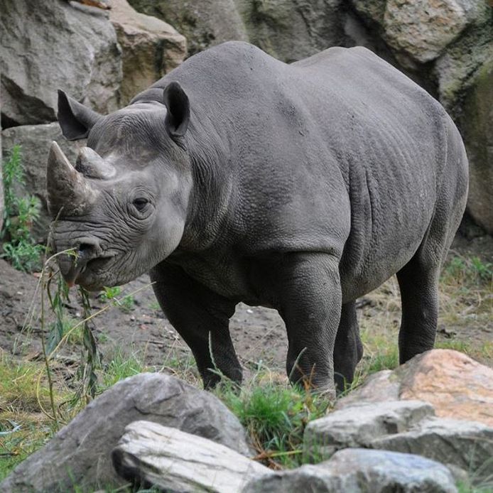 Zwarte neushoorn Wanda gaat emigreren: ‘ze heeft rust nodig ...