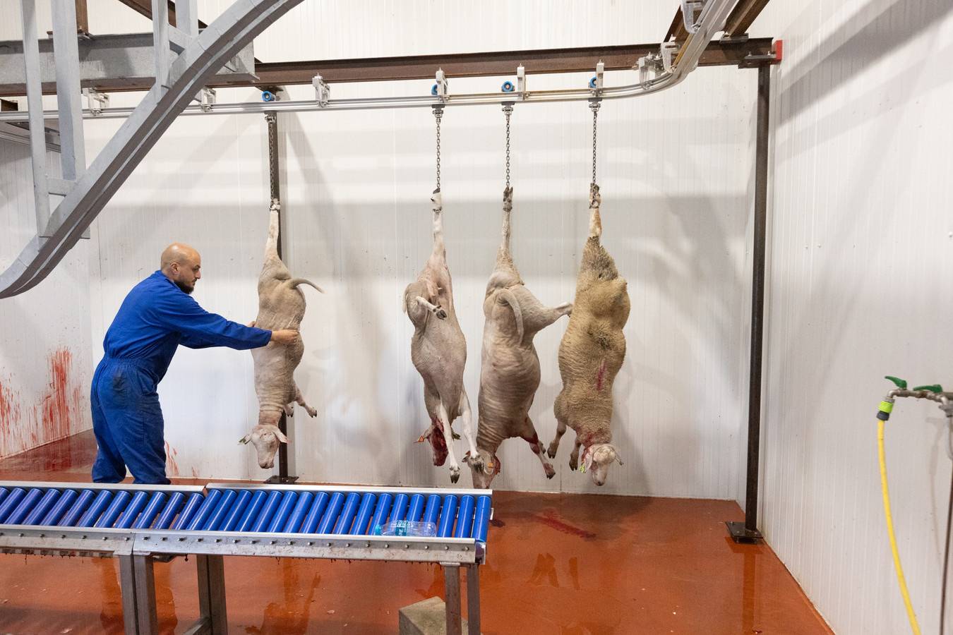 REPORTAGE. Eén van de enige erkende slachtplaatsen voor het Offerfeest ...