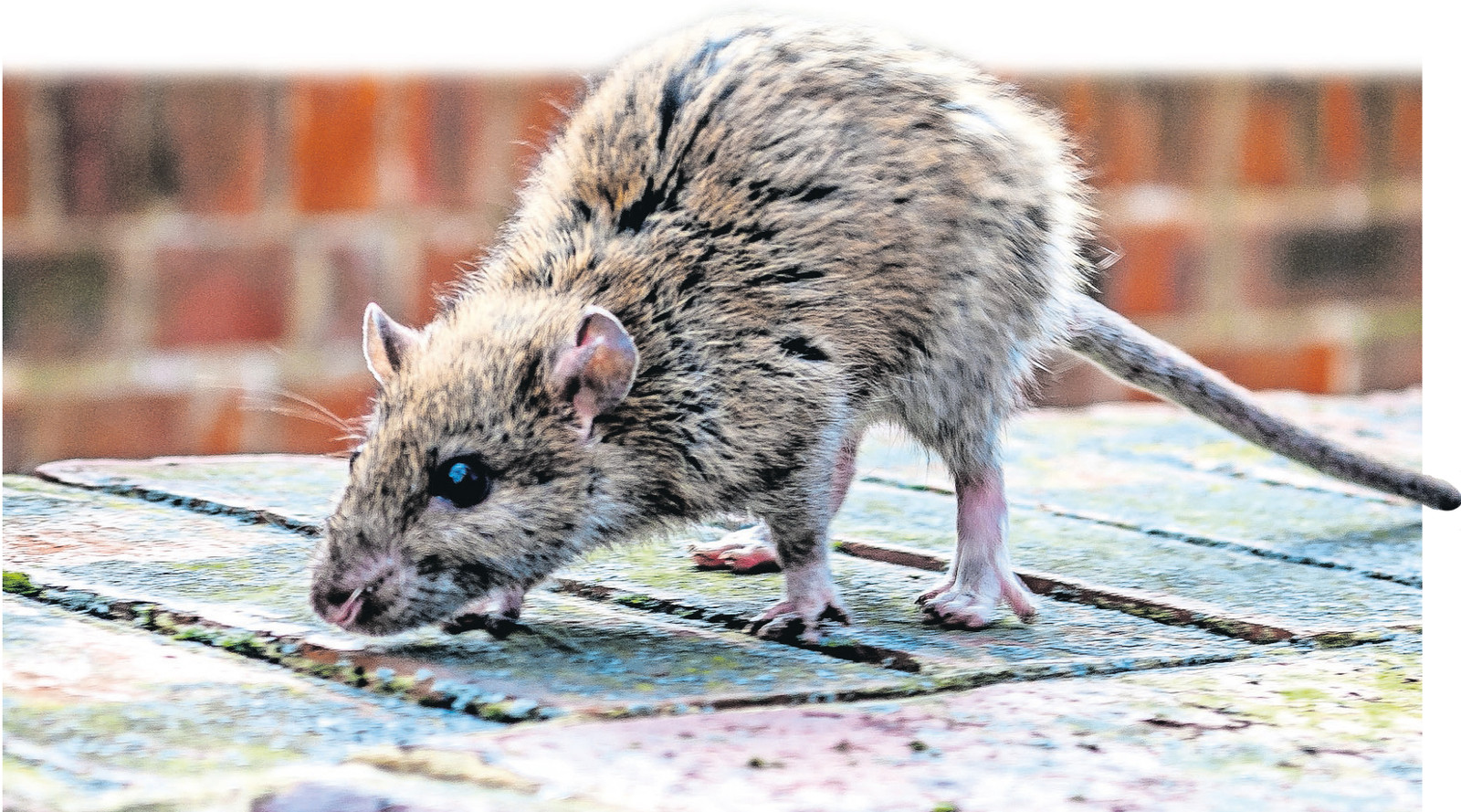 Rat in de stad? Lijkt minder te worden, maar niet overal: ‘In ...