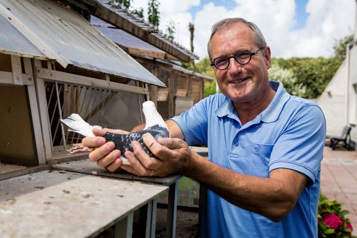 De opener: 80 duiven vliegen vanuit Gent naar huis | Oostende | hln.be