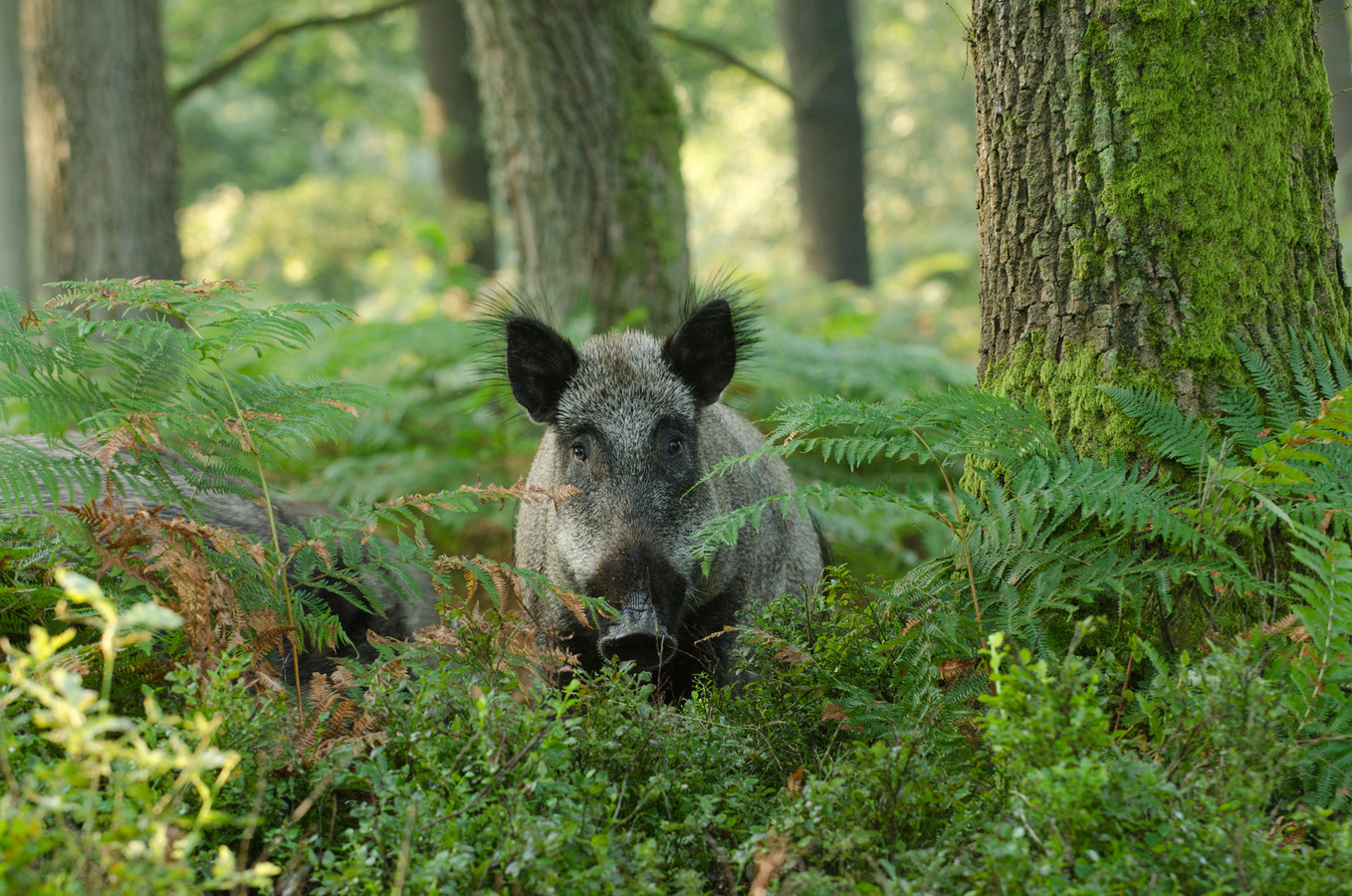 Nog amper een zwijn in het bos te zien, maar toch worden ze ook dit ...