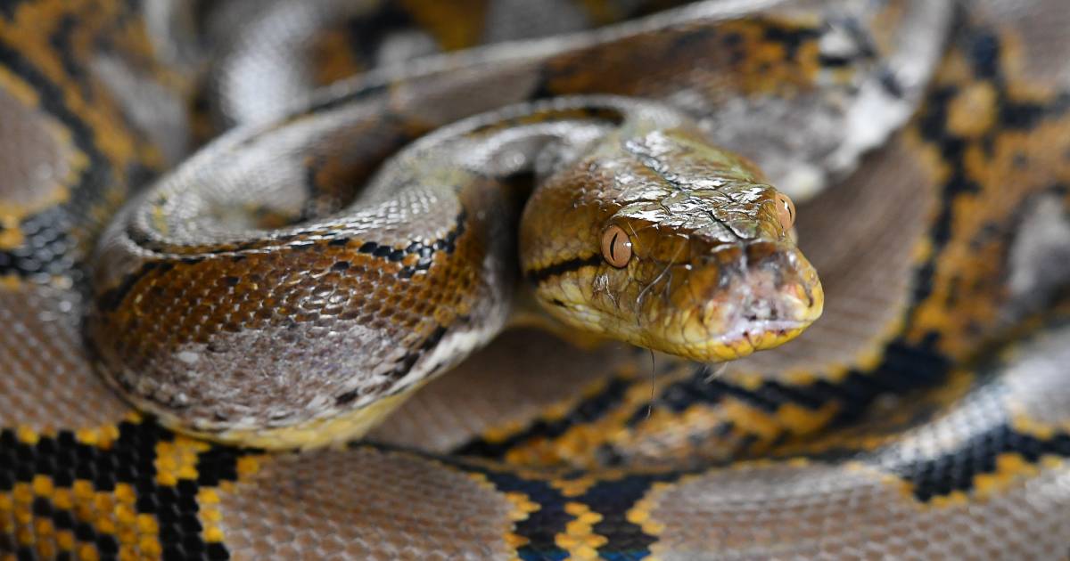 Un enfant tombe sur un... python dans une forêt française | Insolite ...