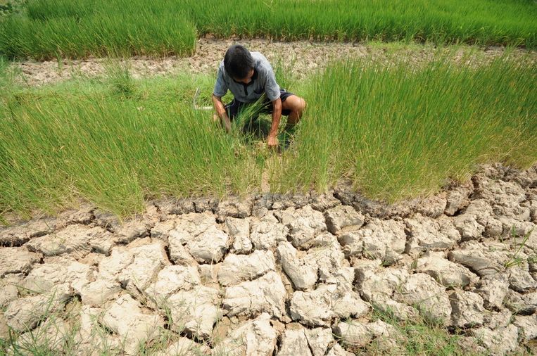 Lange droogtes versnellen klimaatopwarming | De Morgen