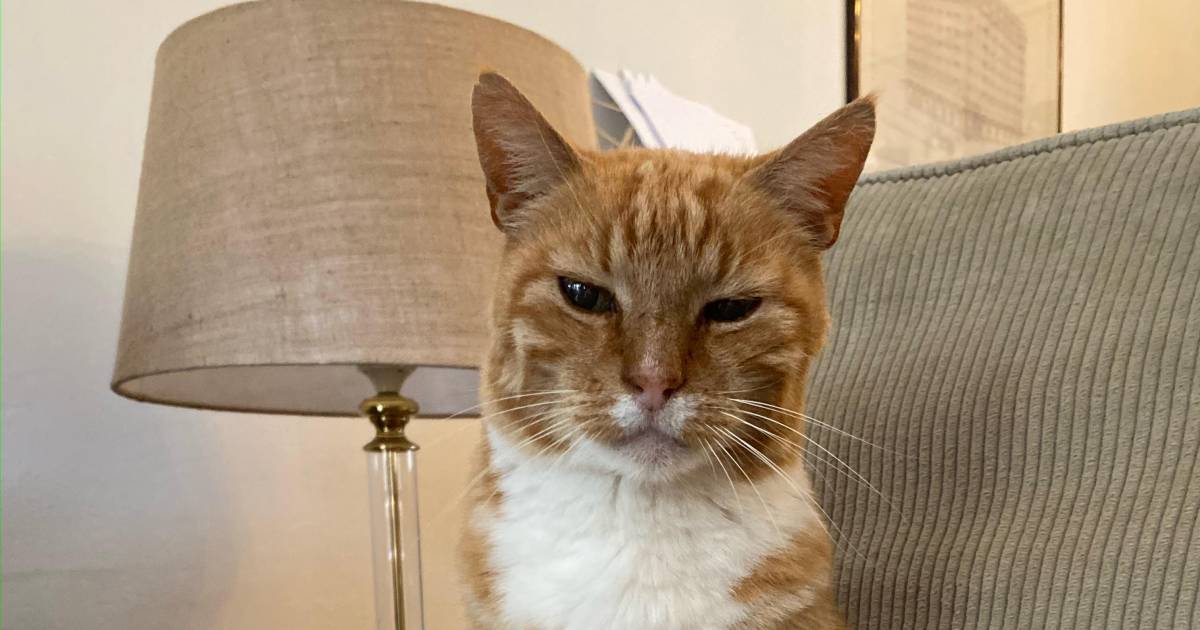 Onrust in Oosterbeek: waar is Stibbe, de kat met zijn eigen ...