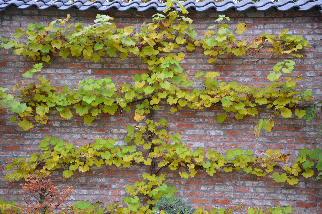 Nu is het ideale moment om een druivelaar te planten: “Nieuwe rassen ...