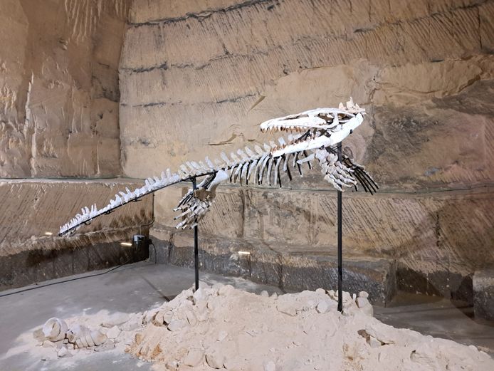 Mergelgroeve Kanne heeft nieuwe ‘bewoner’: “Kom Mosasaurus van 4,5 ...