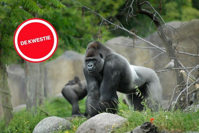 Een beeld voor Bokito? ‘Levensgroot klimmend tegen de Euromast aan ...