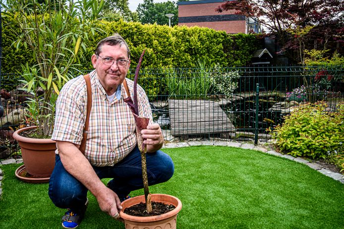 Zeldzame penisplant verrast Gerard in zijn achtertuin: ‘Dacht dat het ...
