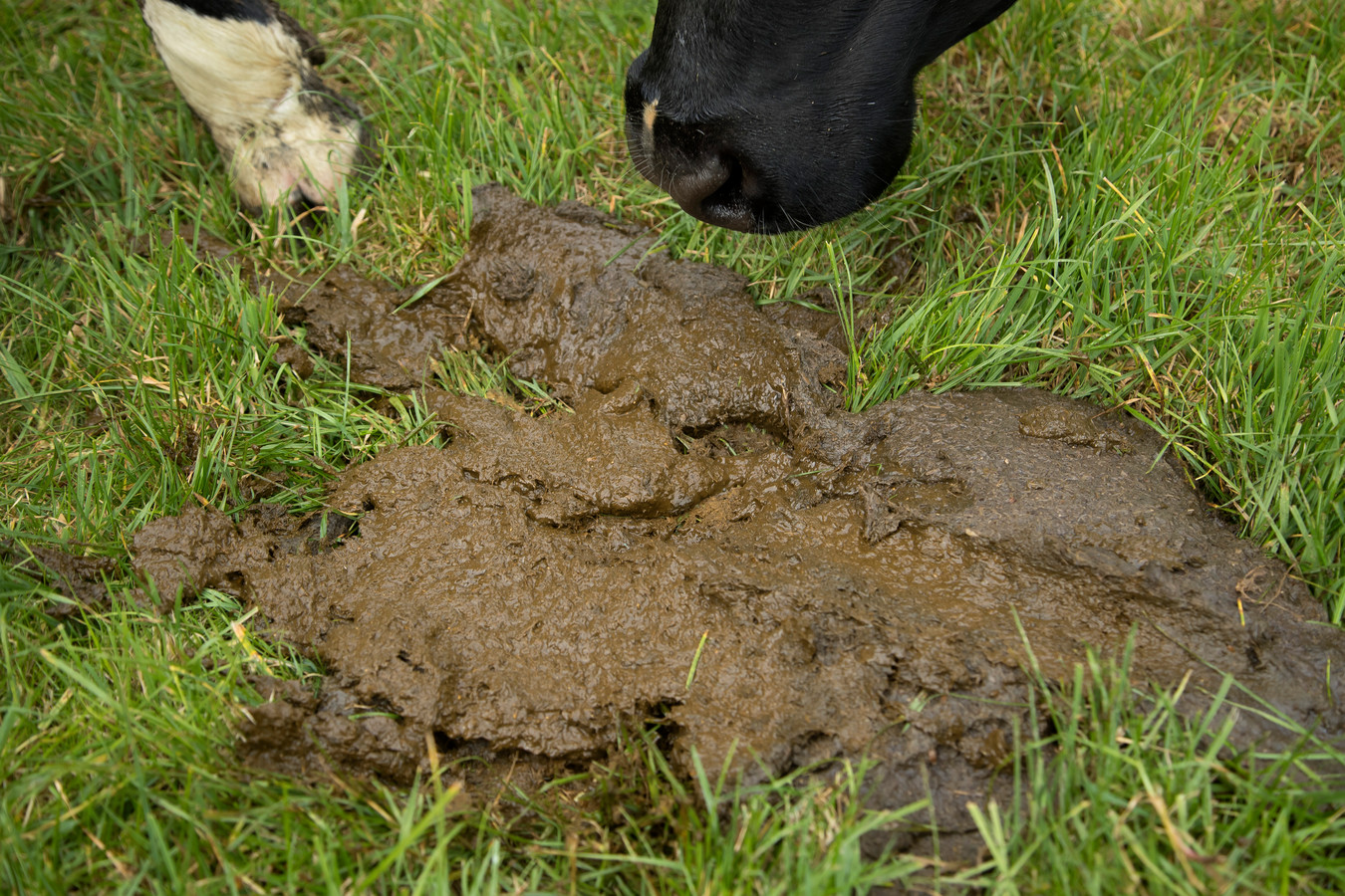 Heel wat medicijnresten in poep van wilde grazers in de natuur, ook als ...