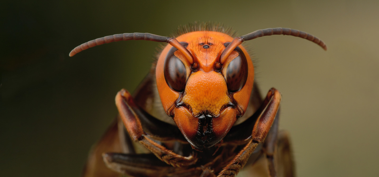 Aziatische hoornaar dit jaar al op twee plekken in Limburg gespot ...