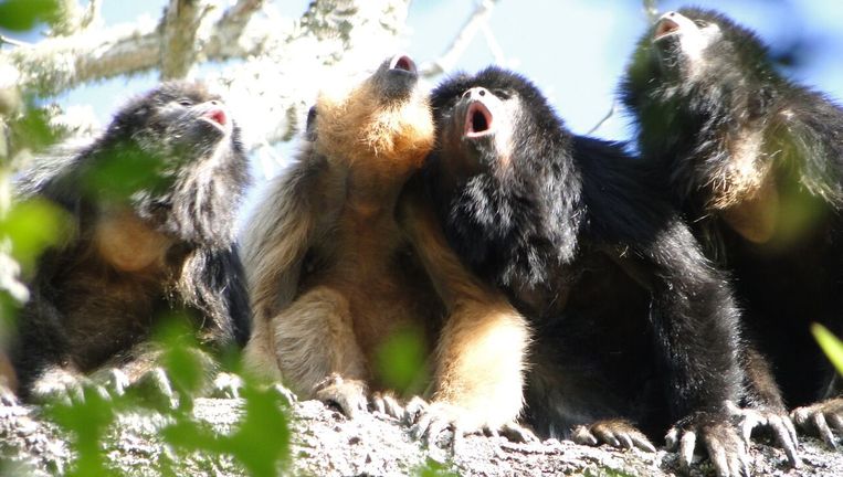 De brulaap, het vrouwenhart en leven op aarde | De Volkskrant