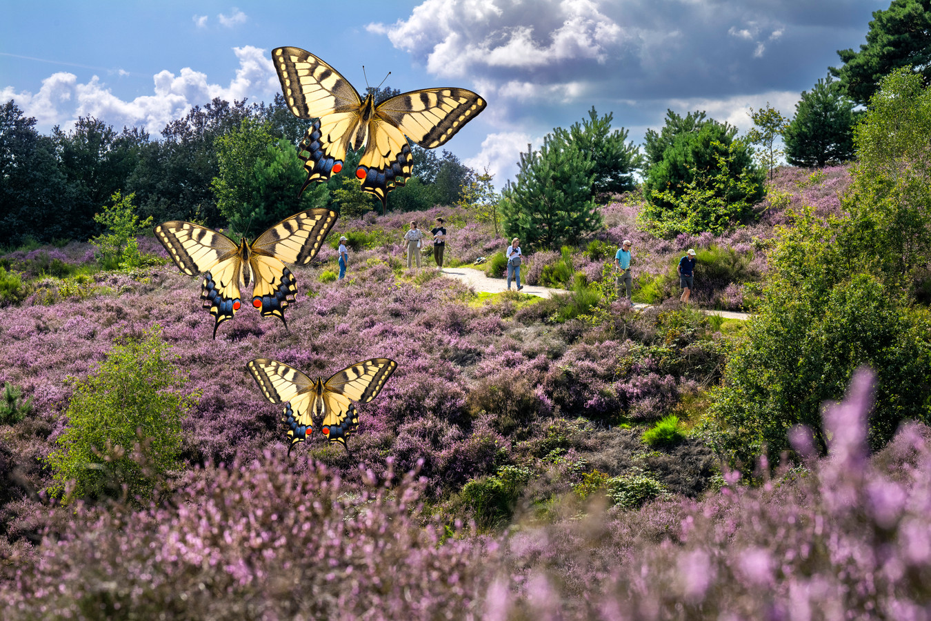 Vlinders verdwijnen massaal van de heide door stikstof en droogte: ‘Er ...