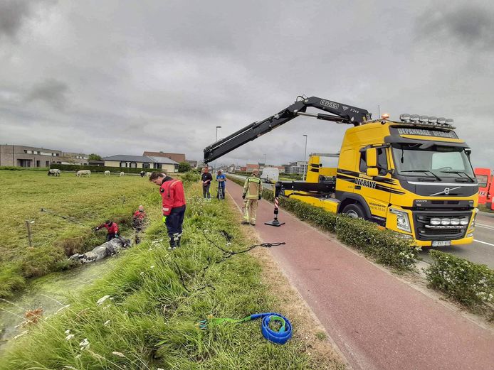 Eind goed, al goed: brandweer redt koe uit gracht met hulp van takeldienst | Middelkerke | hln.be