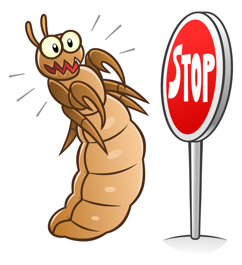 Luizendag: 25 weetjes over luizen en neten | Foto | destentor.nl