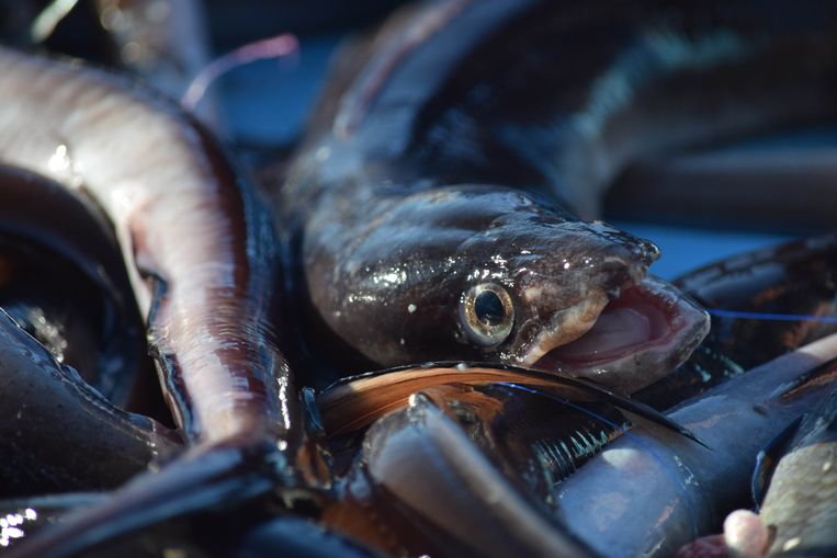 Waar paart de paling? Op 7.000 kilometer van hier, zo blijkt