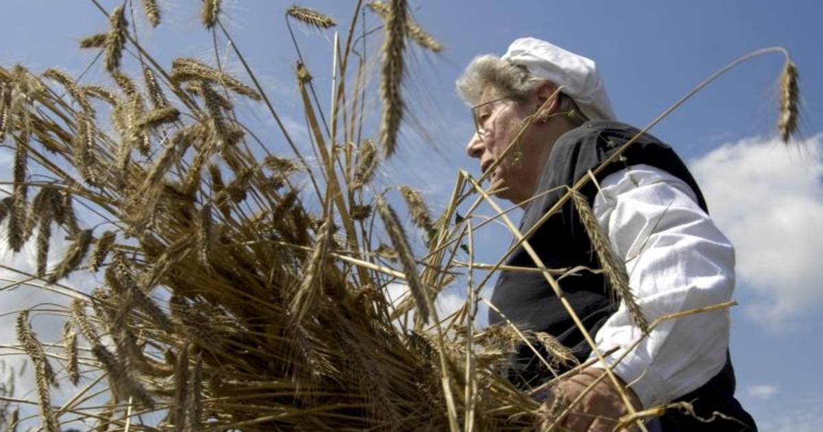 Goede oogstdag Holthone dankzij vruchtbare varkenspoep | Hardenberg | destentor.nl