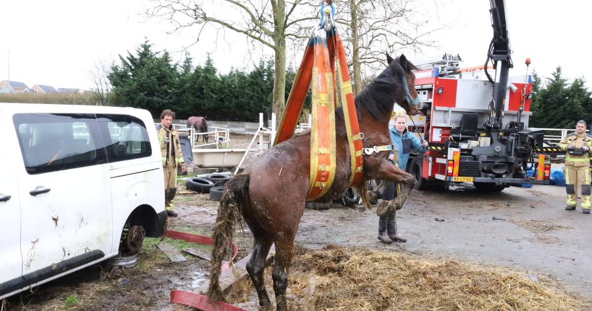 Brandweer redt paard uit put | Westland | AD.nl