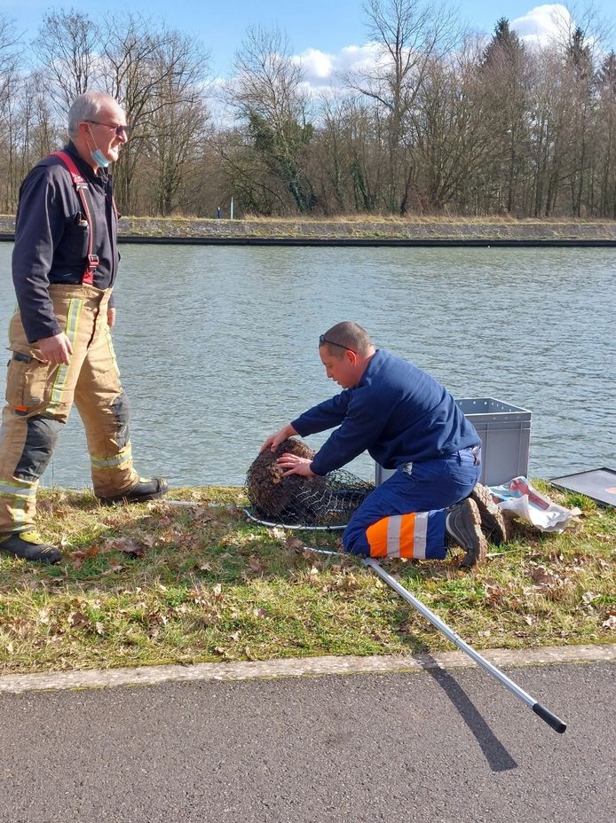 Brandweer redt uitgeputte bever uit kanaal: “Hij zou nooit zelfstandig ...