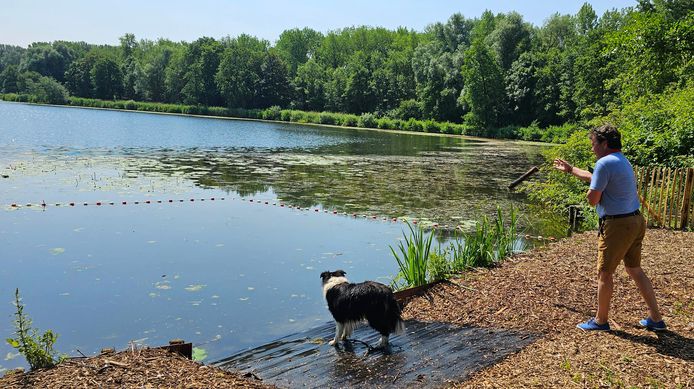 “Waterpret voor hondjes”: hondenloopzone in Breeven uitgebreid met zwemzone | Bornem | hln.be