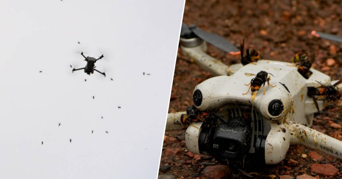 KIJK. "Hij zat helemaal onder het gif": agressieve hoornaars vallen drone van Nederlandse ...