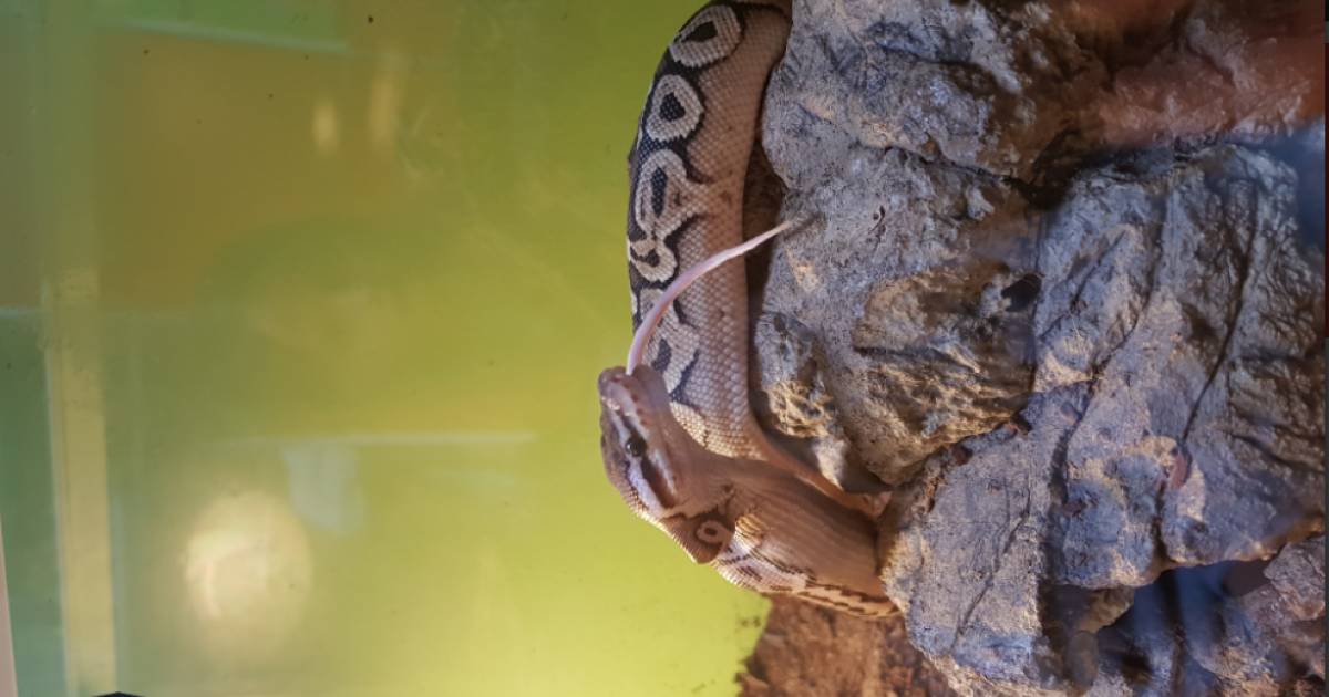 Koningspython ontsnapt in Ede | Ede | gelderlander.nl