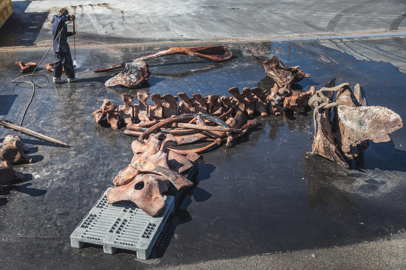 Na 30 jaar maakt UGent skelet van aangespoelde potvis Valentijn, pas in ...