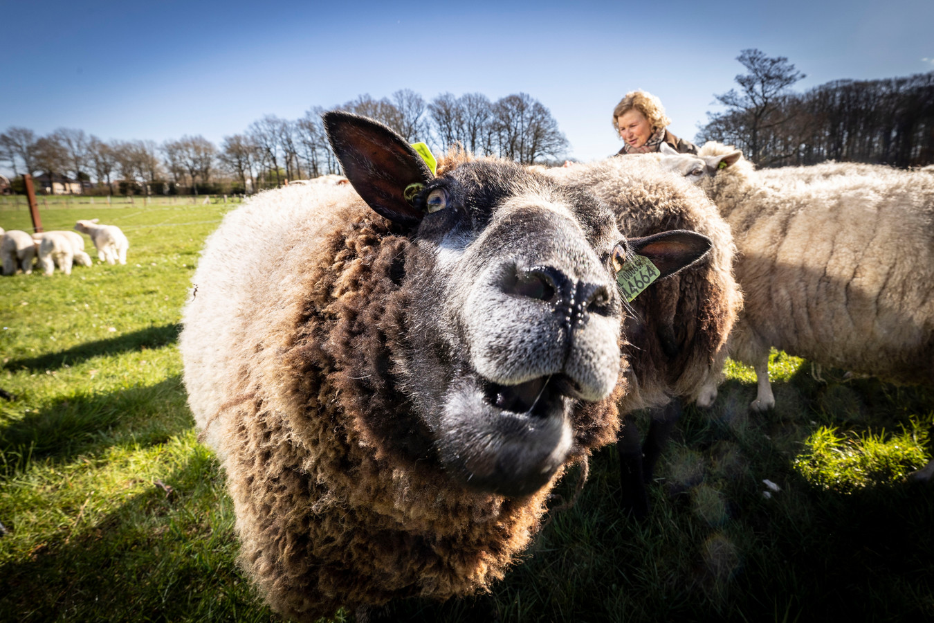Schapen herkennen Oldenzaalse Erna aan haar rode fietstas: ‘Als we ...