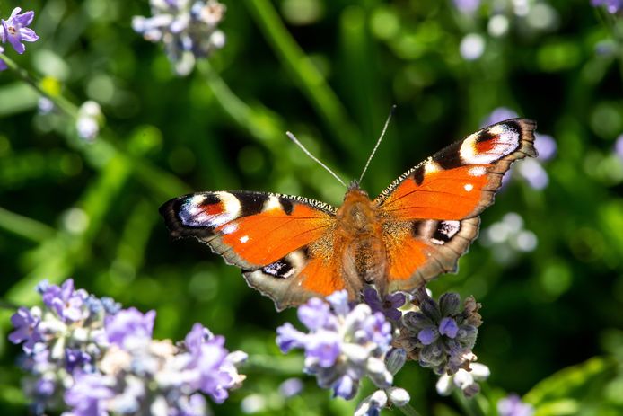 Vrouwelijke vlinders zullen onvruchtbare mannetjes kiezen door ...