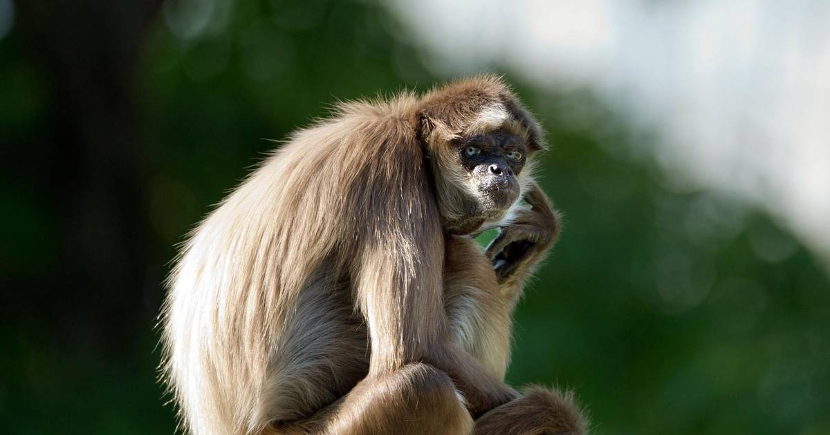 Slingeraap voor ogen bezoekers verdronken | Binnenland | AD.nl