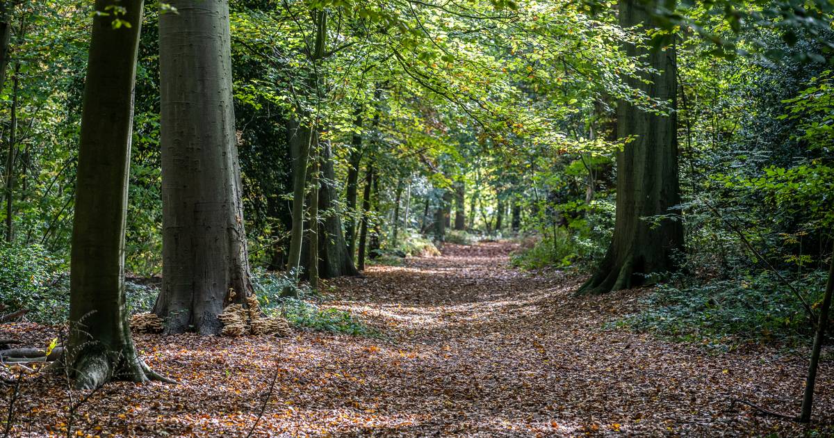 Meer bos voor Buggenhout in 2023 | Buggenhout | hln.be