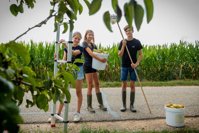 Peren plukken is populair uitje in Elst: ‘Hele jaar jampotten sparen om ...