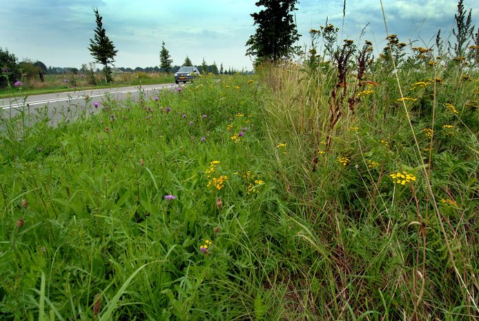 Geen bomen nodig: papier uit bermgras is duurzaam, circulair en lokaal ...