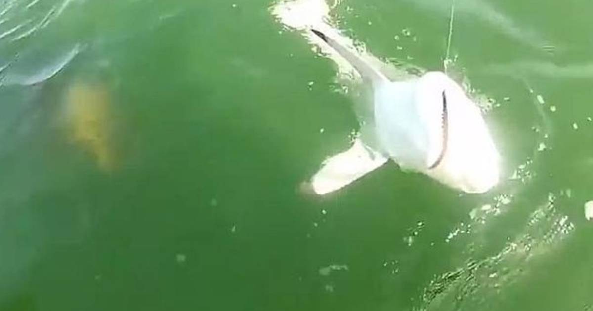 'Monstervis' slokt haai op | Default | hln.be