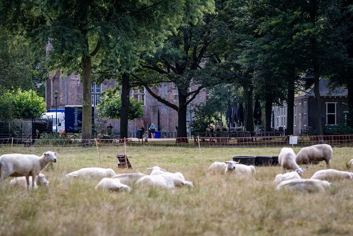 Schapen midden in het dorp zijn niet door iedereen geliefd: ‘Ik schrik ...