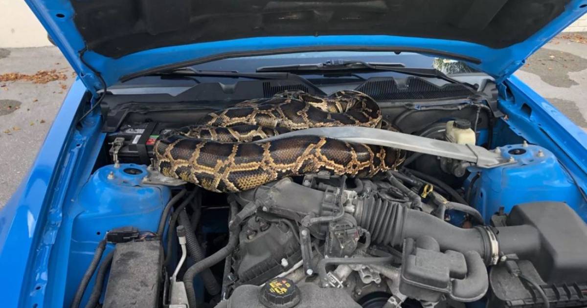 Amerikaan vindt drie meter lange python onder zijn motorkap | Bizar ...