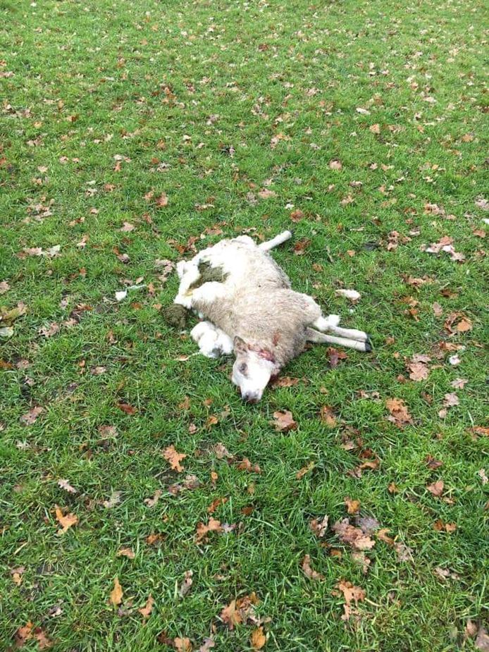 Schaap in Rossum mogelijk door wolf doodgebeten | Dinkelland | tubantia.nl