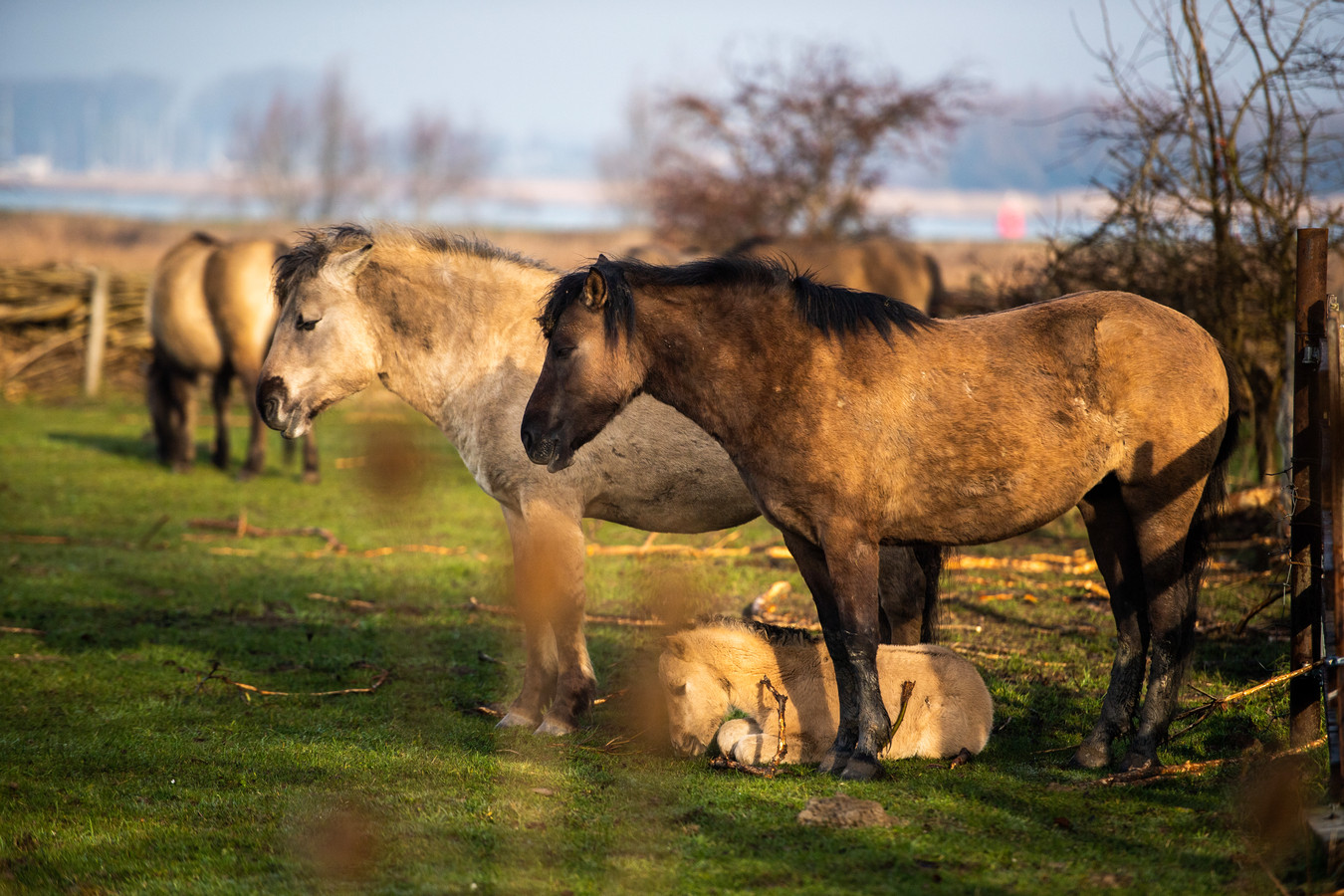 Gevaarlijke trend in natuurgebied: met wilde koeien en paarden ...