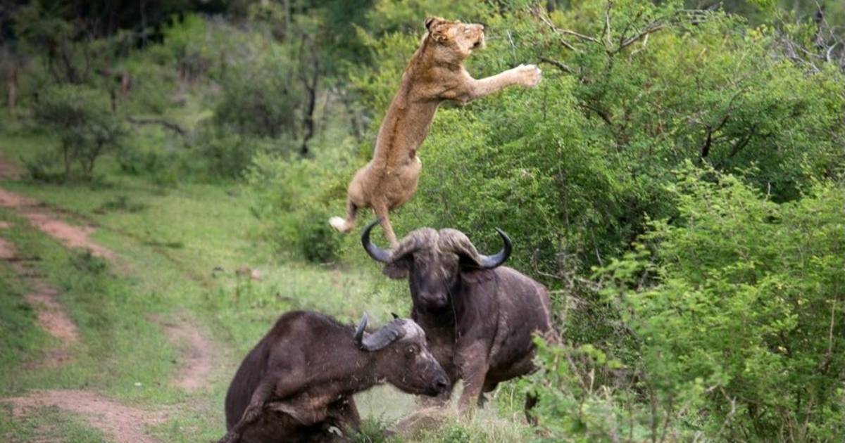 Buffel zwiept leeuw meters de lucht in | Bizar | AD.nl