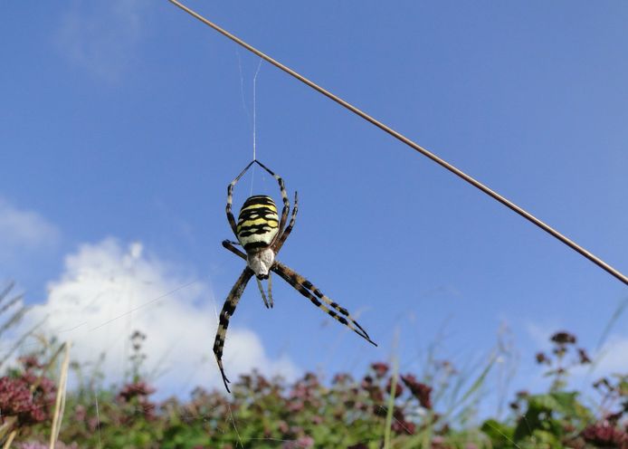 Dit weekend gaan we spinnen tellen. Behalve dan Alysha uit Hulst: ‘Ik ...