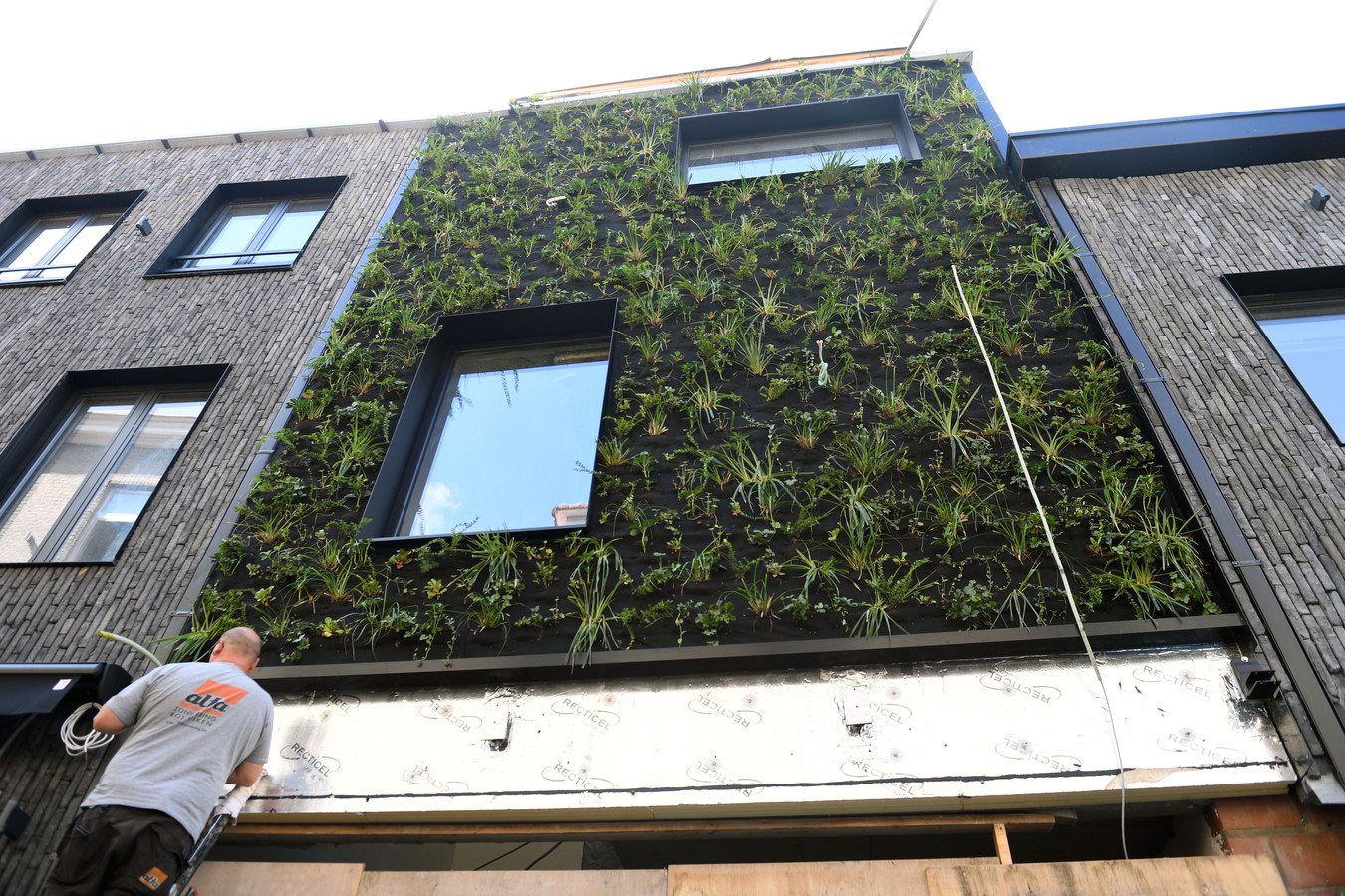 Indrukwekkende verticale tuin in Muntstraat: “Binnenkort verwelkomen we ...