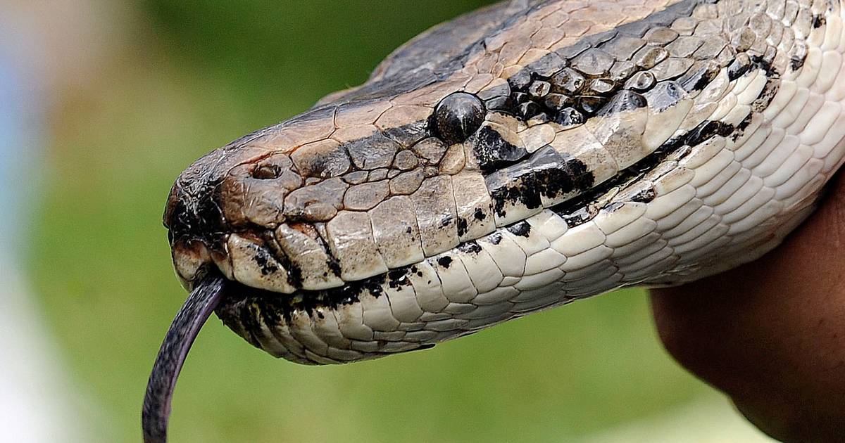 Dorpelingen vinden lichaam van verdwenen Indonesische vrouw in maag van ...