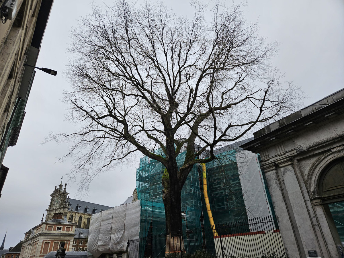 Hoeveel heeft de Leuvenaar over om deze Boom van ‘t Groot Verdriet te ... Hoeveel heeft de Leuvenaar over om deze Boom van ‘t Groot Verdriet te ...