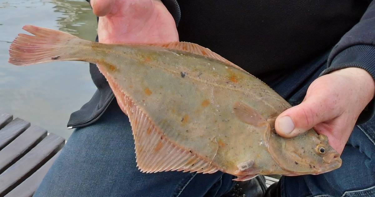 Eet één portie vis uit de Westerschelde en je zit aan je PFAS-taks ...