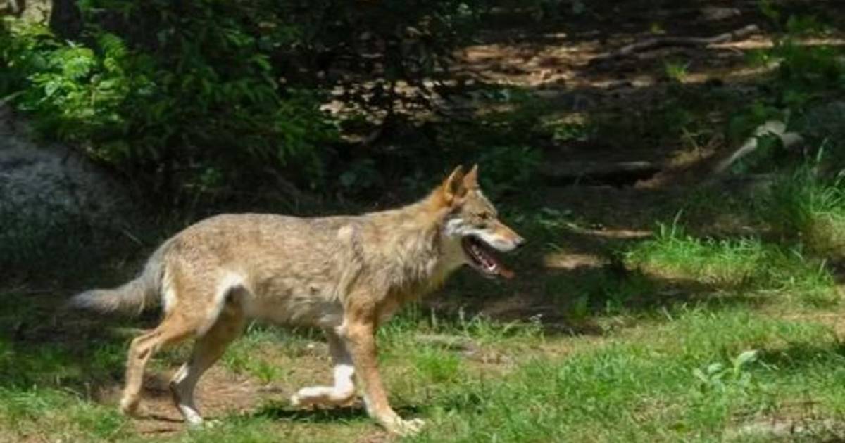 Voor het eerst in Nederland wolf afgeschoten na ernstige verwondingen ...