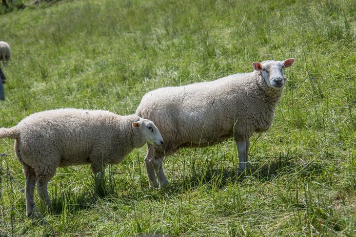Politie onderzoekt dood schaap: 'Mogelijk op brandstapel gegooid ...