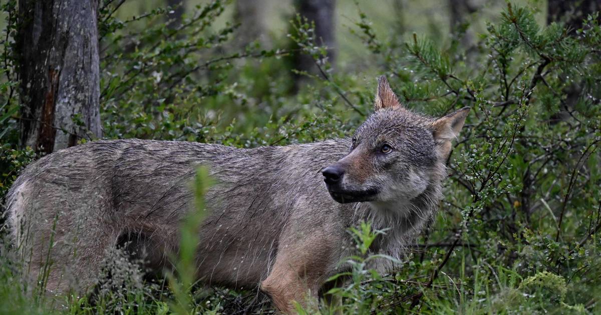 Drentse schapenboer gewond geraakt door aanval van wolf, dier ...