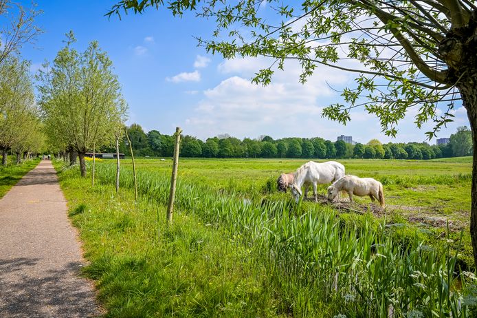 Ommoord in actie voor behoud paardjes in stadspark | Rotterdam | AD.nl