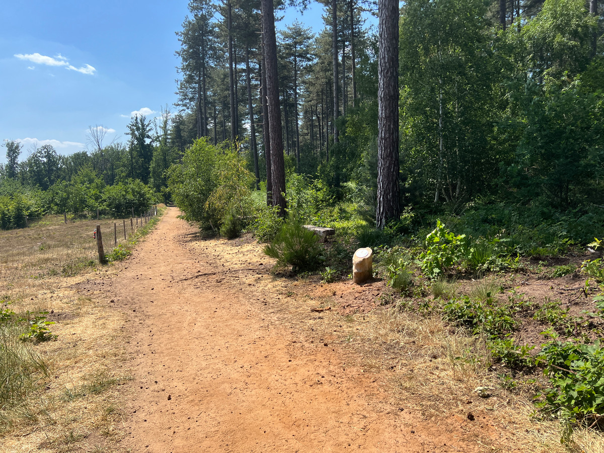 9,5 km lang genieten tussen uitgestrekte bossen: onze journaliste test ...
