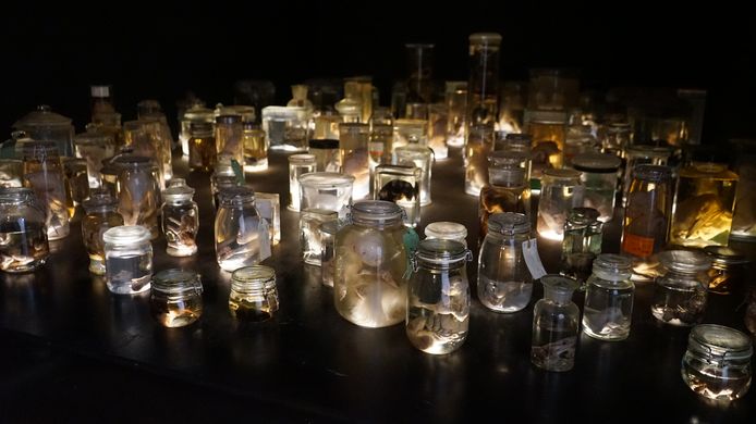 Verbeke Foundation, het meest eigenzinnige museum van het land, viert ...