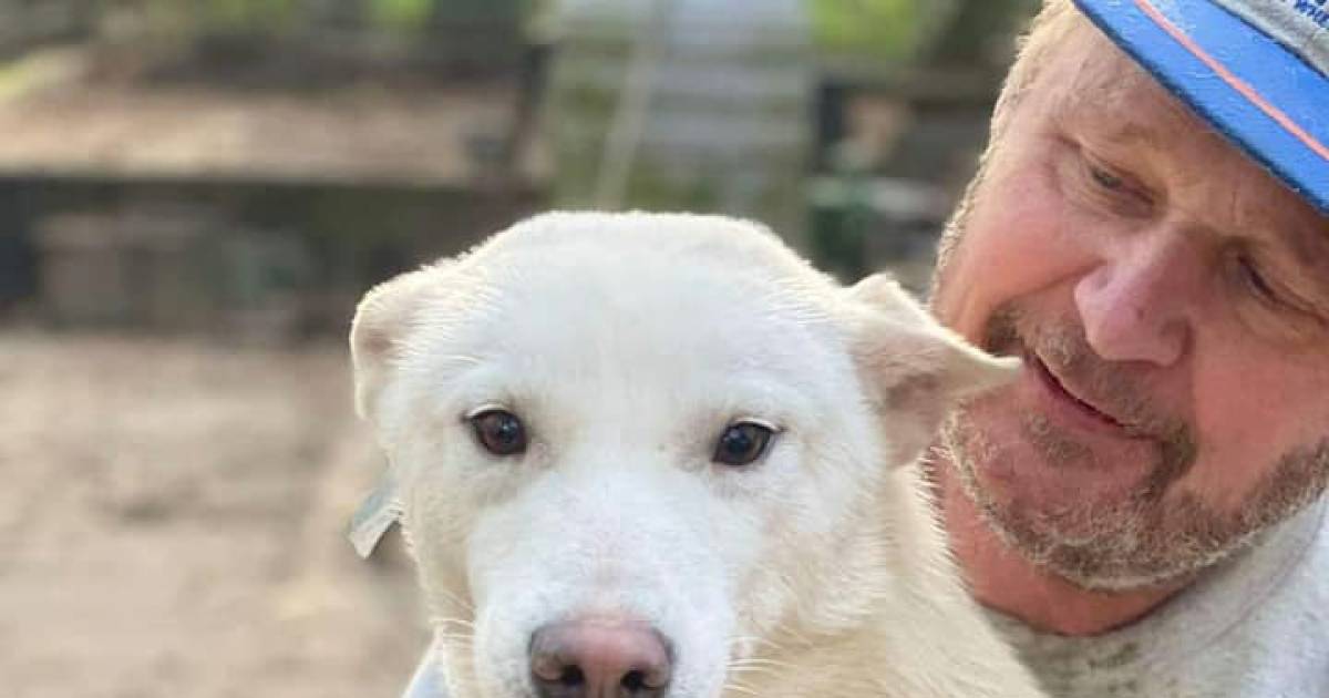 Huskyman Marc van de Ven (59) overleden: Hij heeft gewacht tot zijn ...